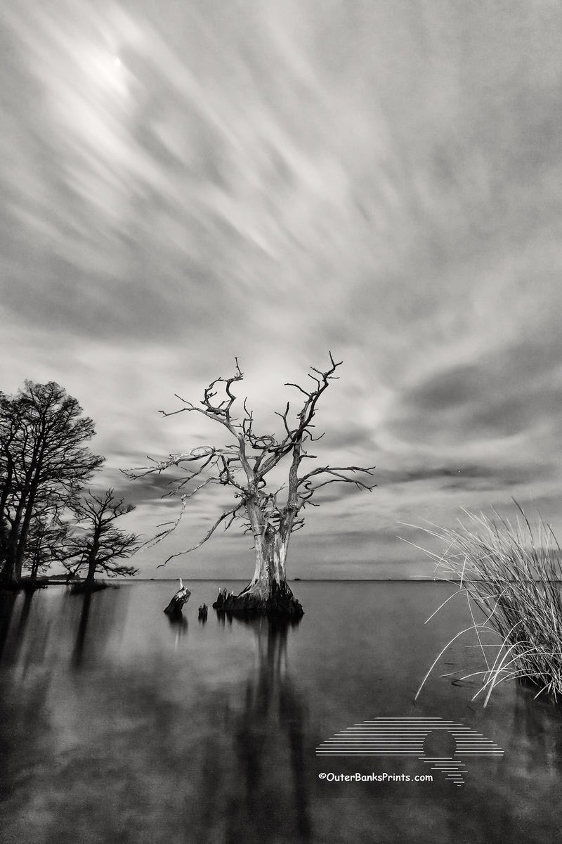 Cypress Moonlight Outer Banks – Outer Banks Photo Prints