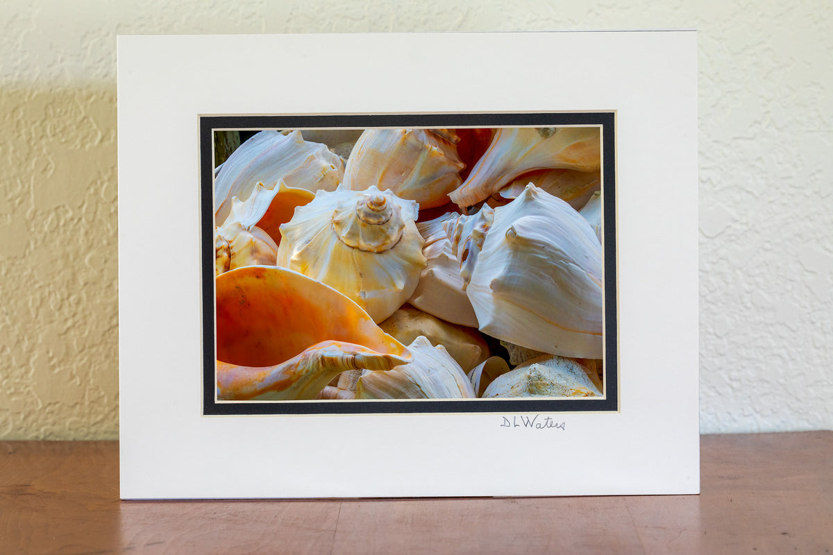 Beach Bounty Outer Banks Shells – Outer Banks Photo Prints