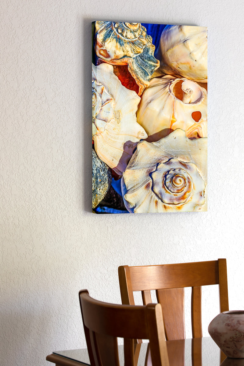 Beach Find Outer Banks Shells – Outer Banks Photo Prints