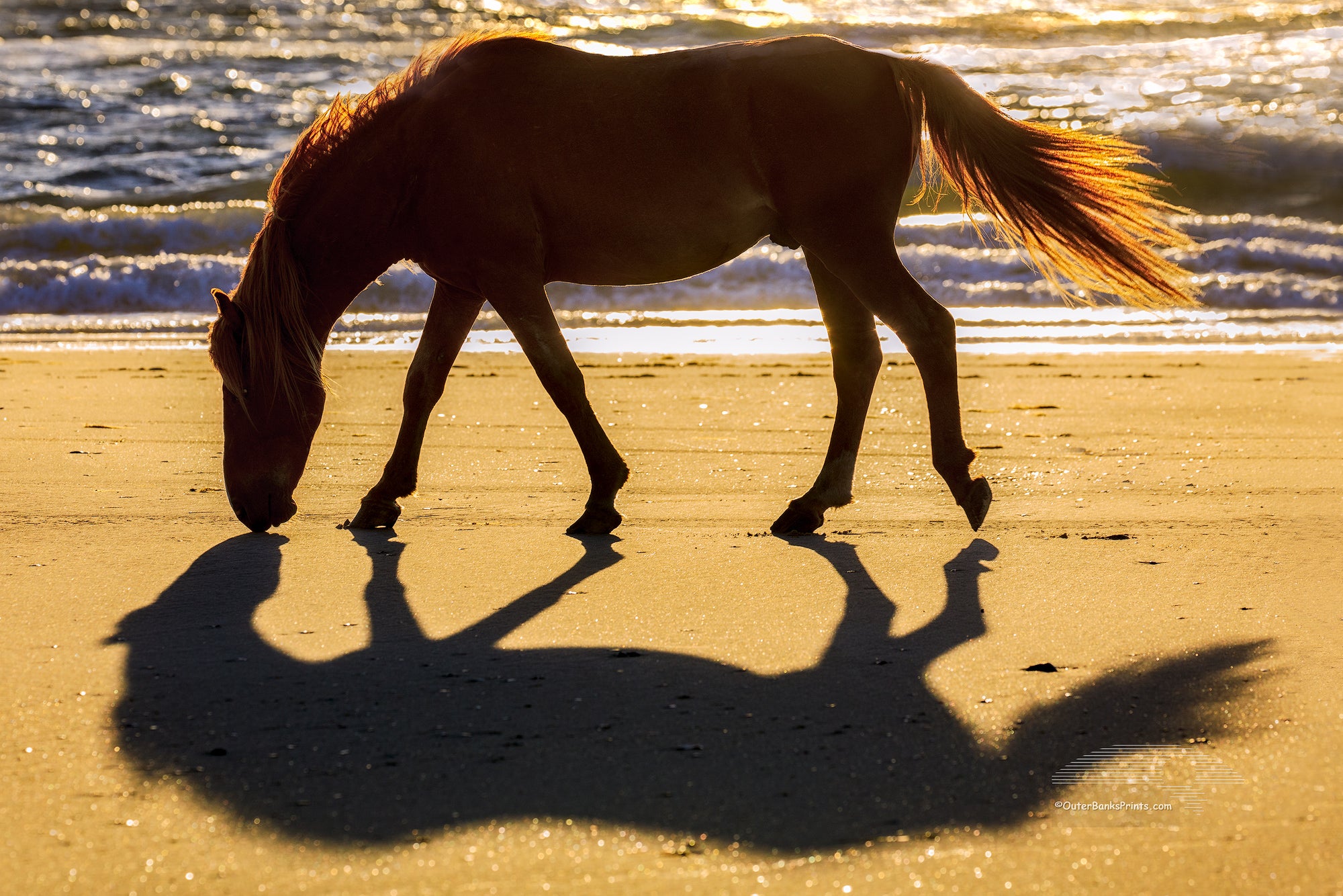 Wild Horse Shadow South Steens Wild Horses Hawkeye Has Stepped Up A